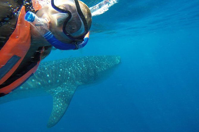 Whale Shark Tour from Cancun and Playa Del Carmen - What Makes This Tour Stand Out?