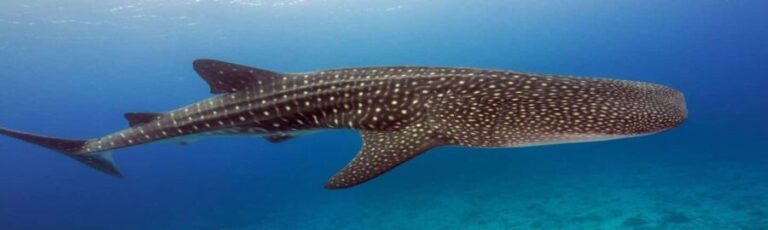 Whale Shark Tour in Cancun in Italian - The Itinerary: A Step-by-Step Overview