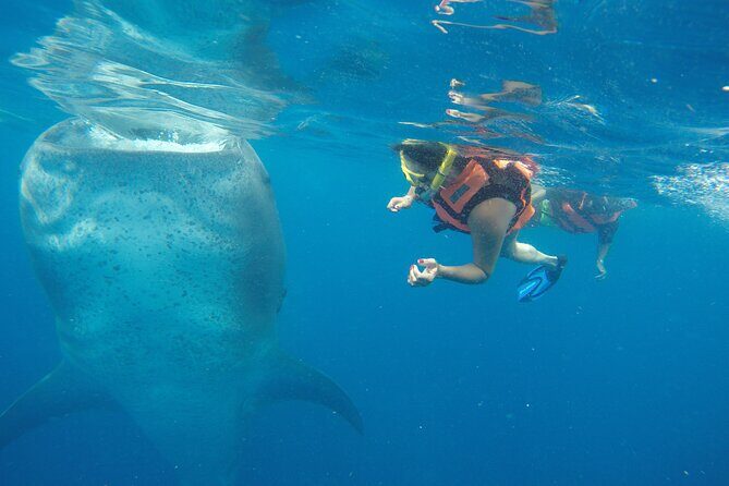 Whale Shark Tour Isla Mujeres - The Main Event: Swimming with the Whale Sharks