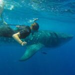 Whale Shark Watching and Snorkeling Experience on Contoy Island - The Experience in Detail