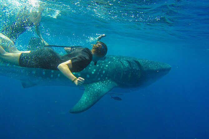 Whale Shark Watching and Snorkeling Experience on Contoy Island - The Experience in Detail