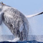 Whale Tour, Sail to Cabo San Lucas Arc + Food - The Itinerary: What to Expect