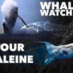 WHALE TOUR - Watching and Swimming with Whales - Who Will Love This Tour?