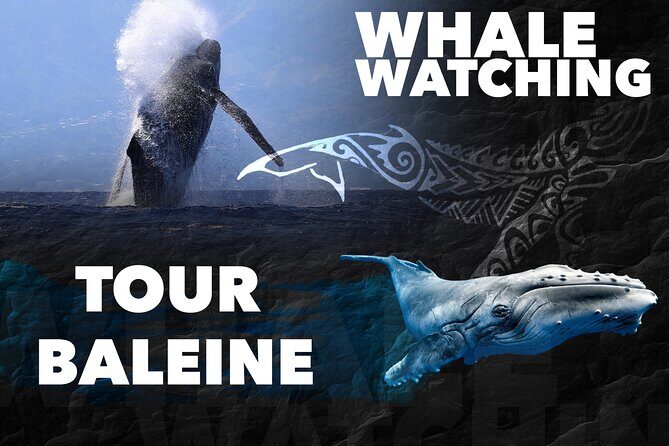 WHALE TOUR - Watching and Swimming with Whales - Who Will Love This Tour?