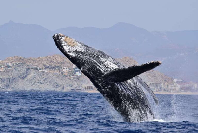 Whale Watch Cabo: Group Whale Watching Tour - FREE photos - Who Is This Tour For?