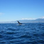 Whale watching 3 hours in Puerto Vallarta - The Whale Watching: Peak Moments & Limitations