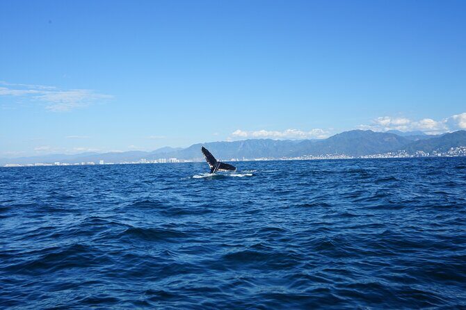 Whale watching 3 hours in Puerto Vallarta - The Whale Watching: Peak Moments & Limitations