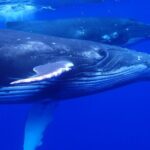 Whale watching 6 people half day - Why This Whale Watching Tour Stands Out