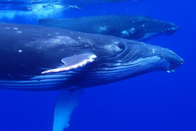 Whale watching 6 people half day - Why This Whale Watching Tour Stands Out