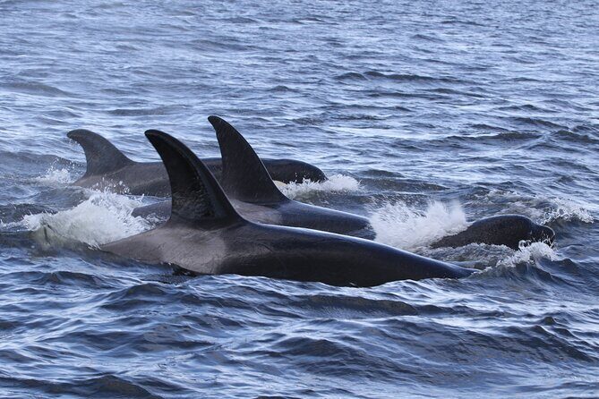 Whale Watching Adventure from Vancouver BC - Who Should Consider This Tour?