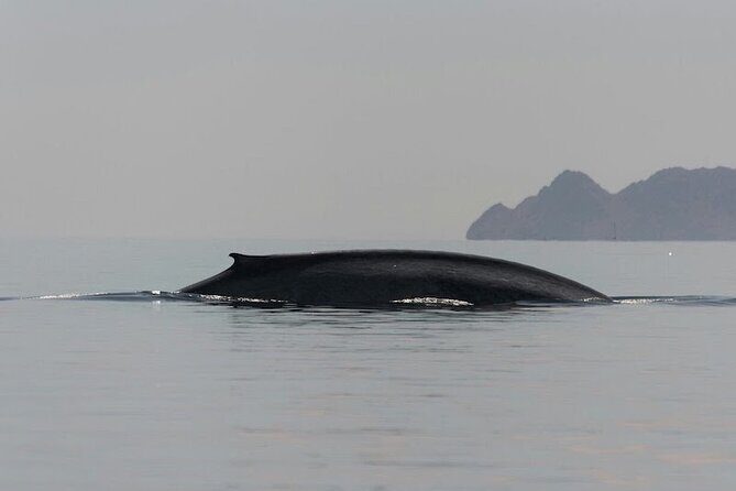 Whale Watching Adventure in Loretos Sea of Cortez - Practical Details for Your Trip