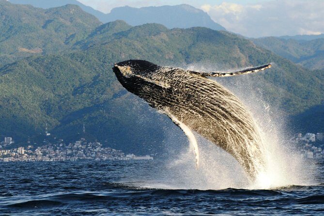 Whale Watching Adventure - leaded by marine biologist. - What’s Included and What to Expect
