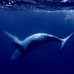 Whale watching and snorkelling in Moorea - Why This Tour Offers Great Value for Money