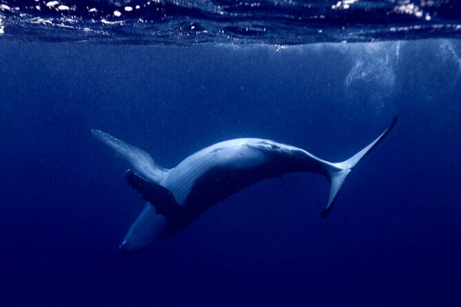 Whale watching and snorkelling in Moorea - Why This Tour Offers Great Value for Money