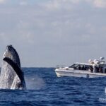 Whale Watching Boat Trip in Sydney - Who Will Love This Tour?