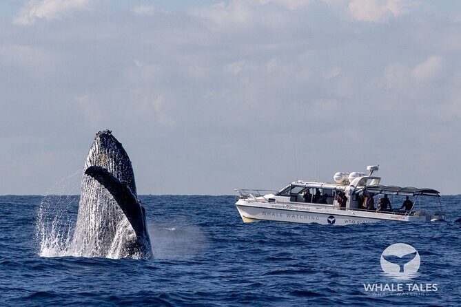 Whale Watching Boat Trip in Sydney - Who Will Love This Tour?