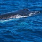 Whale Watching Busselton - Authentic Experiences and Notable Highlights
