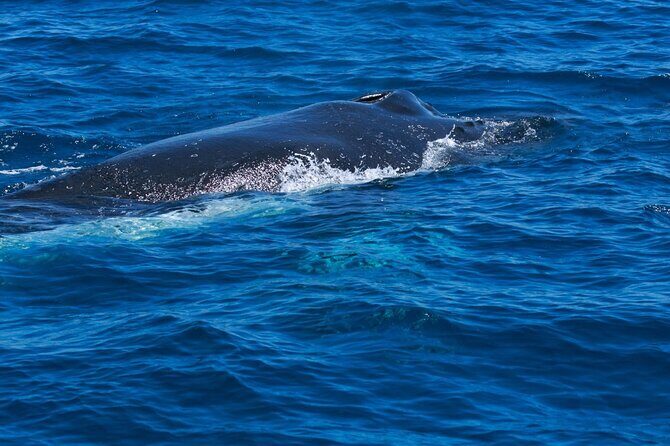 Whale Watching Busselton - Authentic Experiences and Notable Highlights