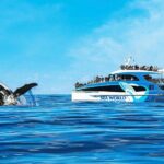 Whale Watching by Sea World Cruises - Dive Into the Itinerary