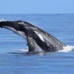 Whale Watching Cruise from Busselton, Augusta or Dunsborough - Why Choose This Whale Watching Tour?