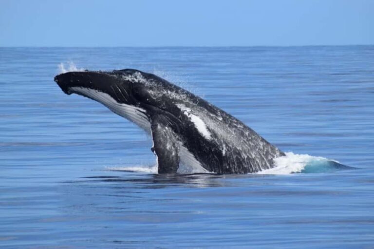 Whale Watching Cruise from Busselton, Augusta or Dunsborough - Why Choose This Whale Watching Tour?