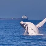 Whale Watching Cruise from Mooloolaba - Why Choose the Whale Watching Cruise from Mooloolaba?