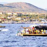 Whale Watching Cruise in Cabos San Lucas and Ground Transportation - The Itinerary in Detail