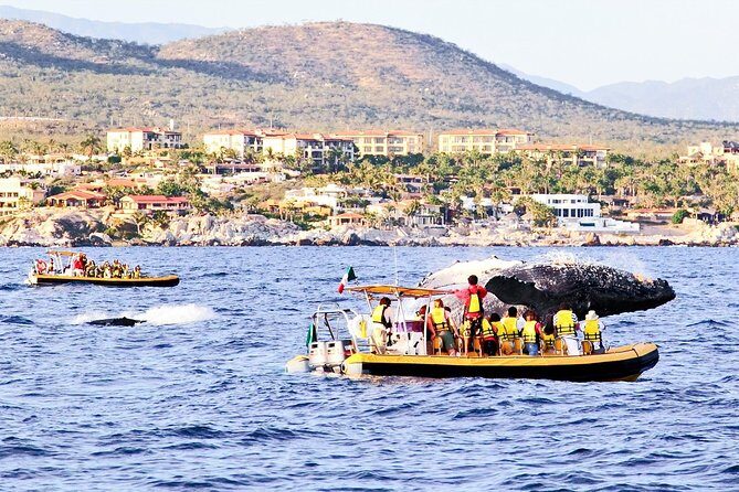 Whale Watching Cruise in Cabos San Lucas and Ground Transportation - The Itinerary in Detail