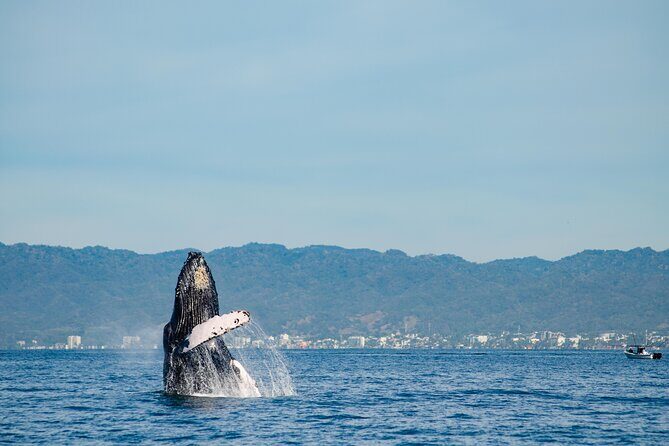 Whale Watching Cruise In Puerto Vallarta & Nuevo Vallarta - What’s Valued Most by Travelers
