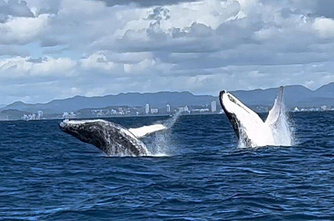 Whale Watching Cruise on the Gold Coast - Who Should Consider This Whale Watching Cruise?