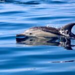 Whale Watching Discovery Tour from Lake Macquarie - What to Expect on the Day