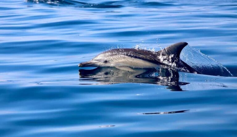 Whale Watching Discovery Tour from Lake Macquarie - What to Expect on the Day