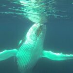 Whale Watching Dunsborough - FAQ