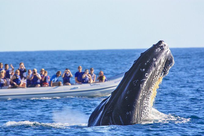 Whale Watching Experience - The Value of the Tour: Is It Worth It?