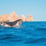 Whale Watching Experience in Cabo San Lucas 2 hours - Who This Tour Is Best For