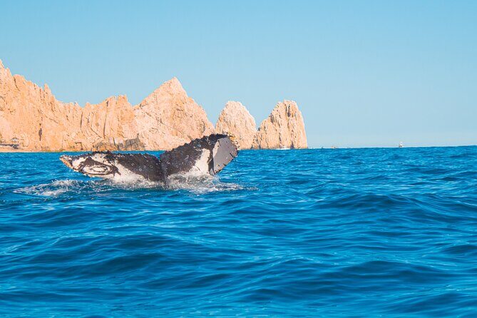 Whale Watching Experience in Cabo San Lucas 2 hours - Who This Tour Is Best For