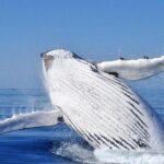Whale Watching from Augusta in Western Australia - The Experience: Authentic, Comfortable, and Informative