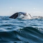 Whale Watching Gold Coast - What to Expect on the Day