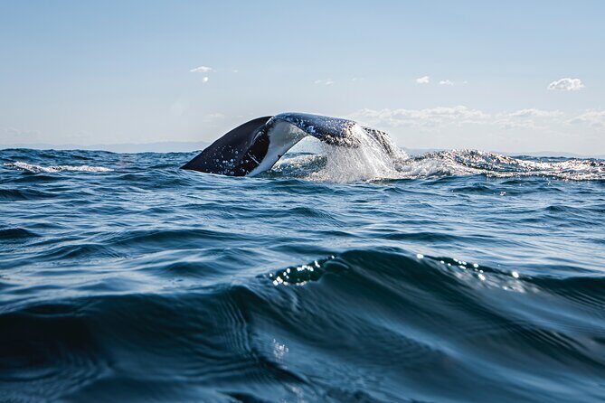 Whale Watching Gold Coast - What to Expect on the Day