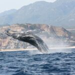 Whale Watching Group Tour in San Jose del Cabo - The Authenticity and Connection