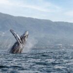 Whale Watching Guaranteed Experience in Puerto Vallarta - Why This Tour Works for Different Travelers