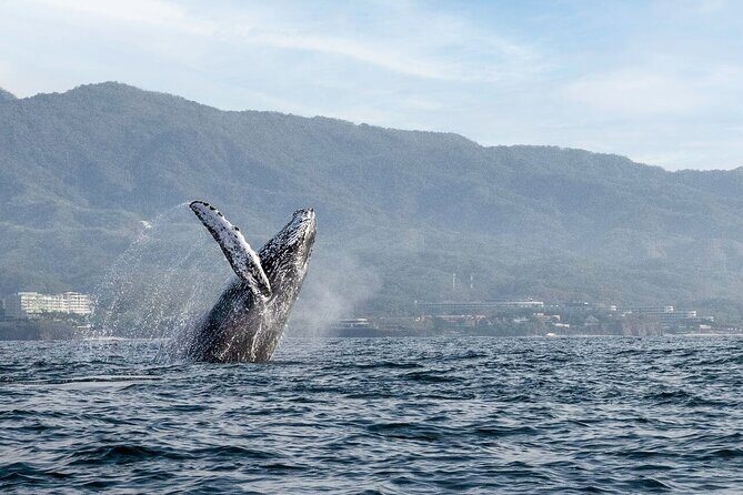 Whale Watching Guaranteed Experience in Puerto Vallarta - Why This Tour Works for Different Travelers