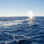 Whale Watching in Cabo San Lucas on board our Luxury Trimaran! - Authentic Experiences Highlighted in Reviews