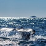 Whale Watching in Coffs Harbour - An In-Depth Review of the Whale Watching Experience