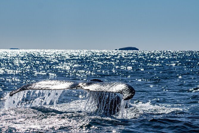 Whale Watching in Coffs Harbour - An In-Depth Review of the Whale Watching Experience