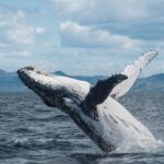 Whale Watching in Kaikoura by Boat - FAQs About Kaikoura Whale Watching