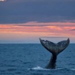 Whale Watching in La Paz  Gray Whale Encounter - Details About the Experience