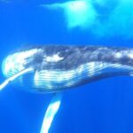 Whale watching in Moorea - The Sum Up