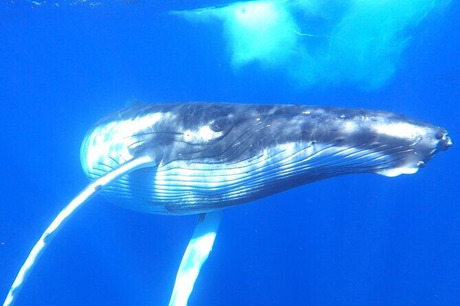 Whale watching in Moorea - The Sum Up