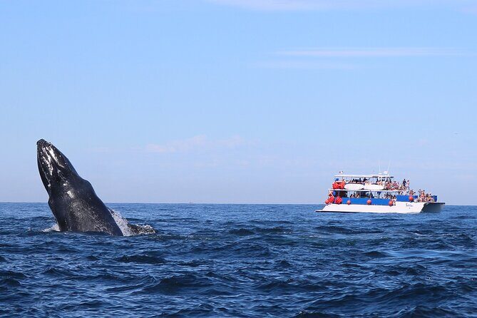 Whale Watching in Puerto Vallarta - The Practical Side: Pricing and Booking